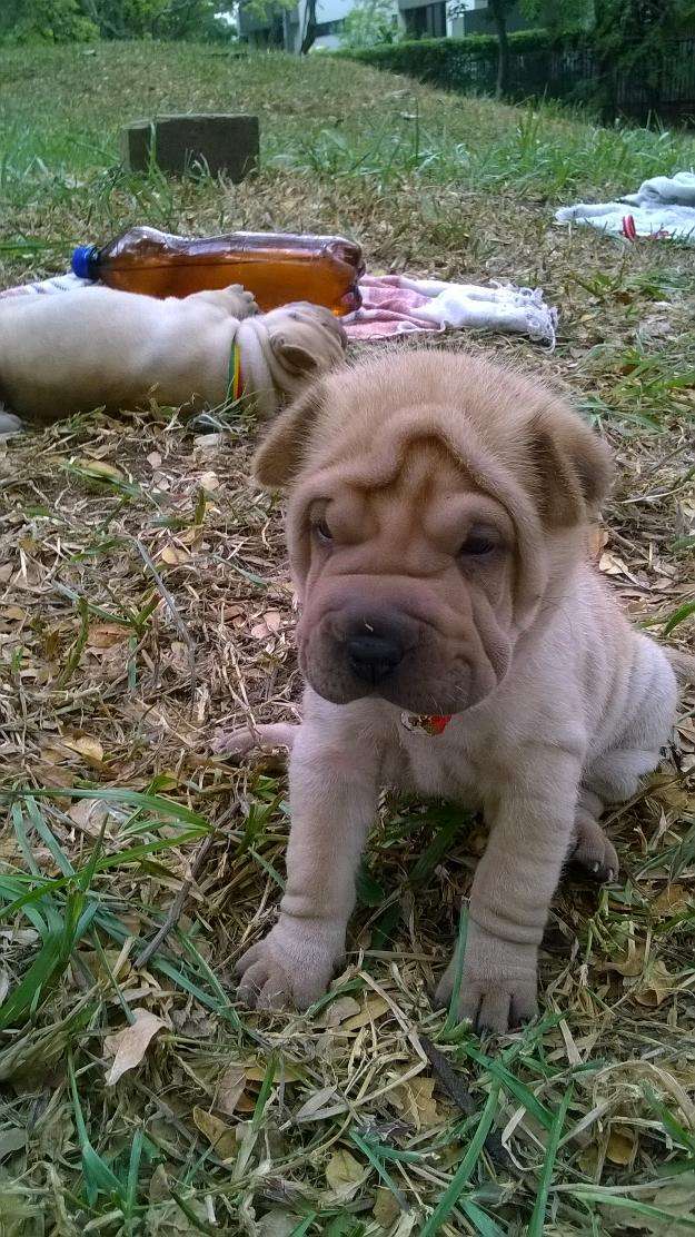 Cachorros de charpey baratos en Cali - Animales / Mascotas | 1326