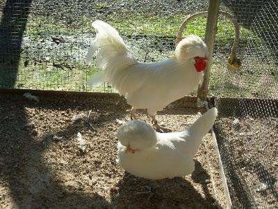 Gallinas japonesas y sedosas enanas puras en El Banco - Animales ...