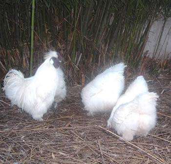 Gallinas japonesas y sedosas enanas puras en El Banco - Animales ...