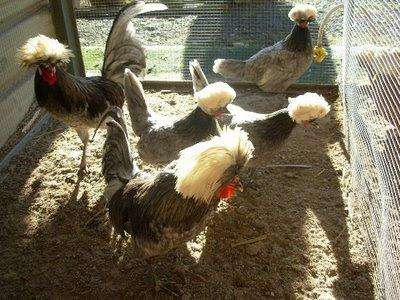 Gallinas japonesas y sedosas enanas puras en El Banco - Animales ...