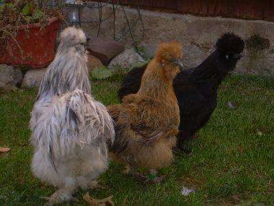 Gallinas japonesas y sedosas enanas puras en El Banco - Animales ...